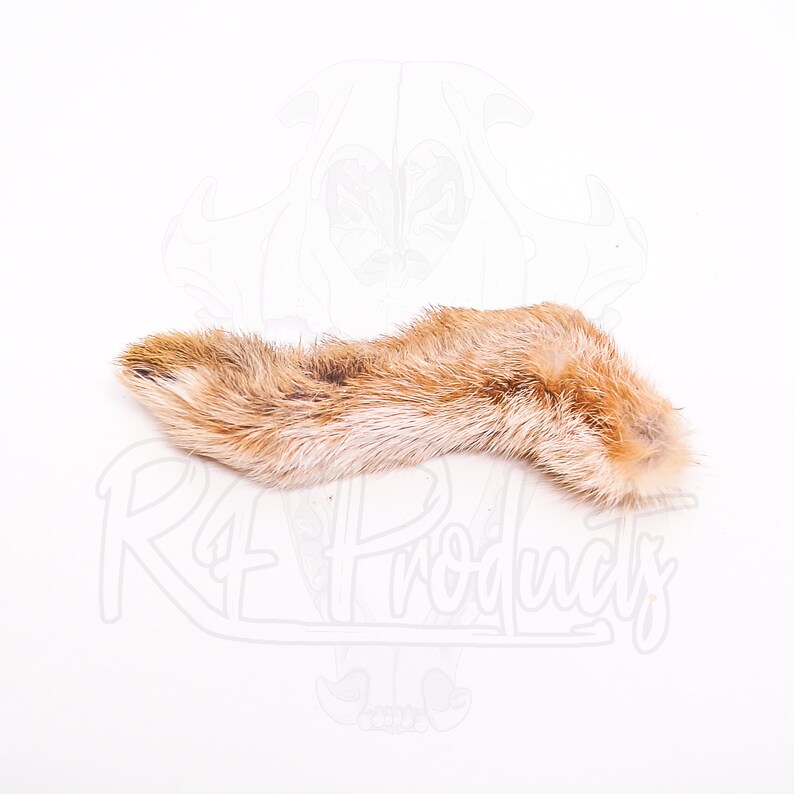 Mummified Rabbit Foot - Etsy