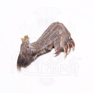 Mummified Muskrat Back Paw - Etsy