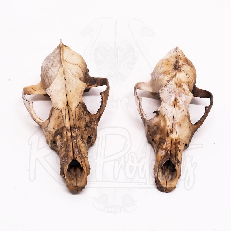 Craft Grade Deer Bones - Etsy