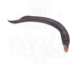Mummified Muskrat Front Paw - Etsy