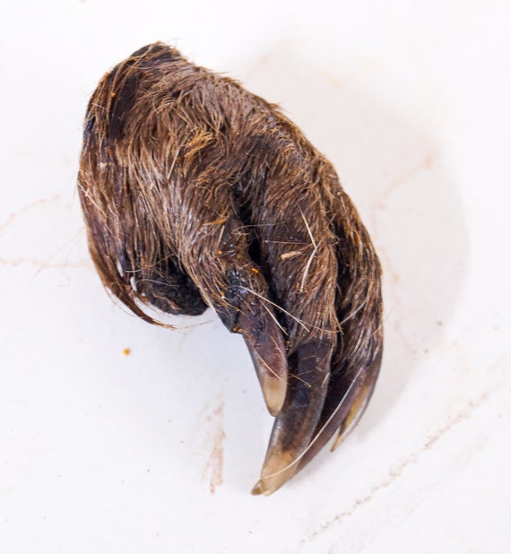 Mummified Beaver Front Paw | Etsy