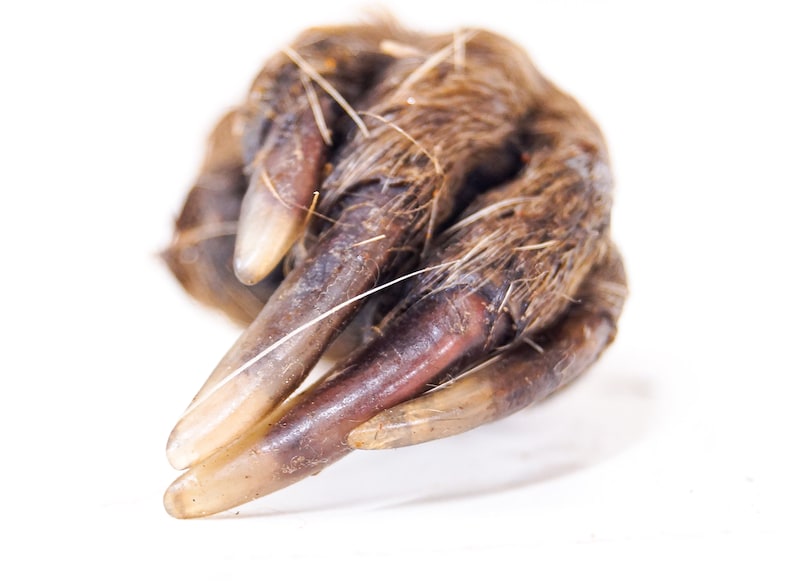 Mummified Beaver Front Paw | Etsy