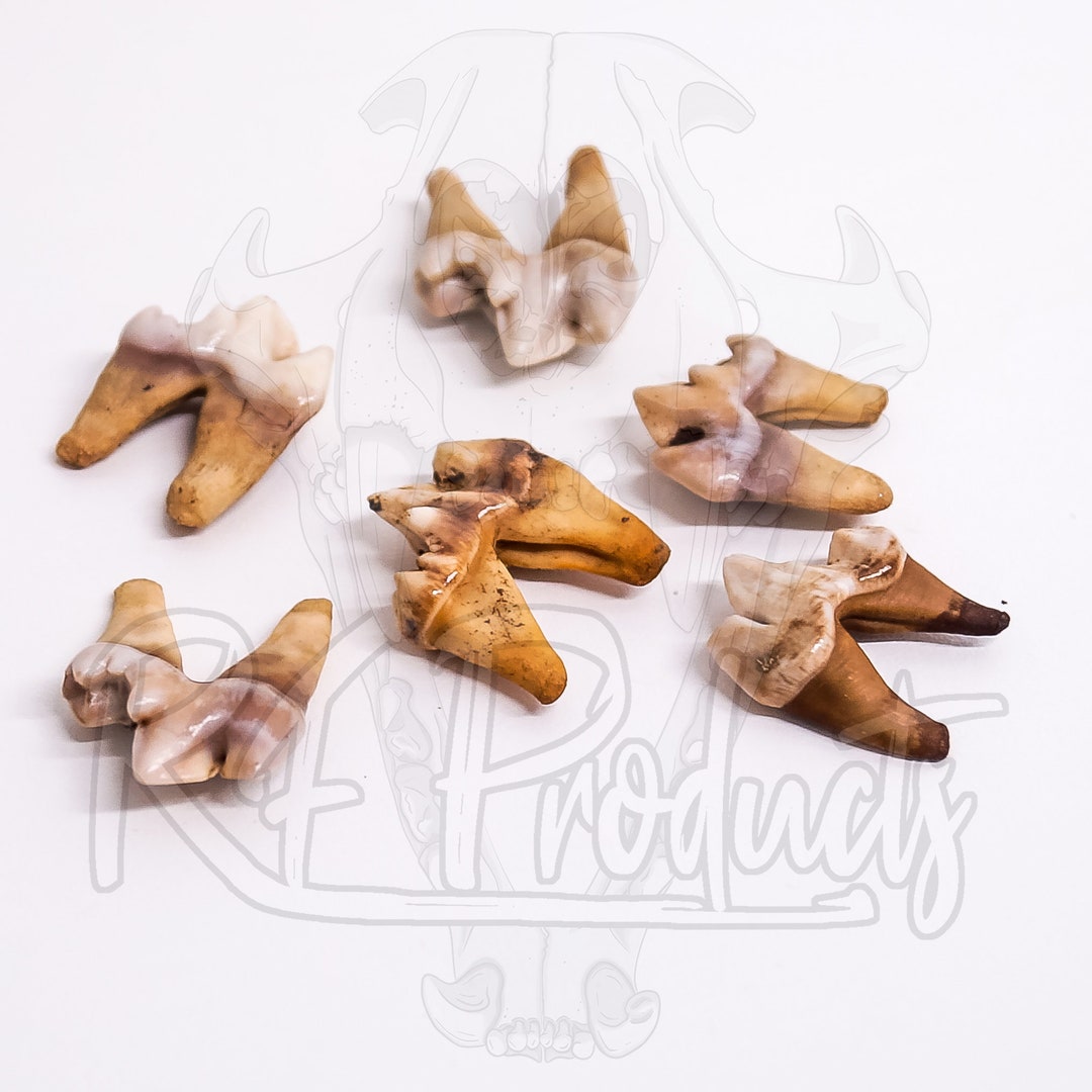 Canine Molars - Etsy