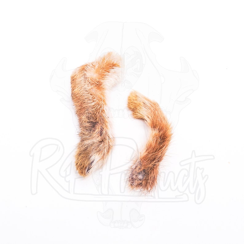 Mummified Rabbit Foot - Etsy