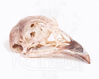 Extra Large Beetle Cleaned Opossum Skull - Etsy