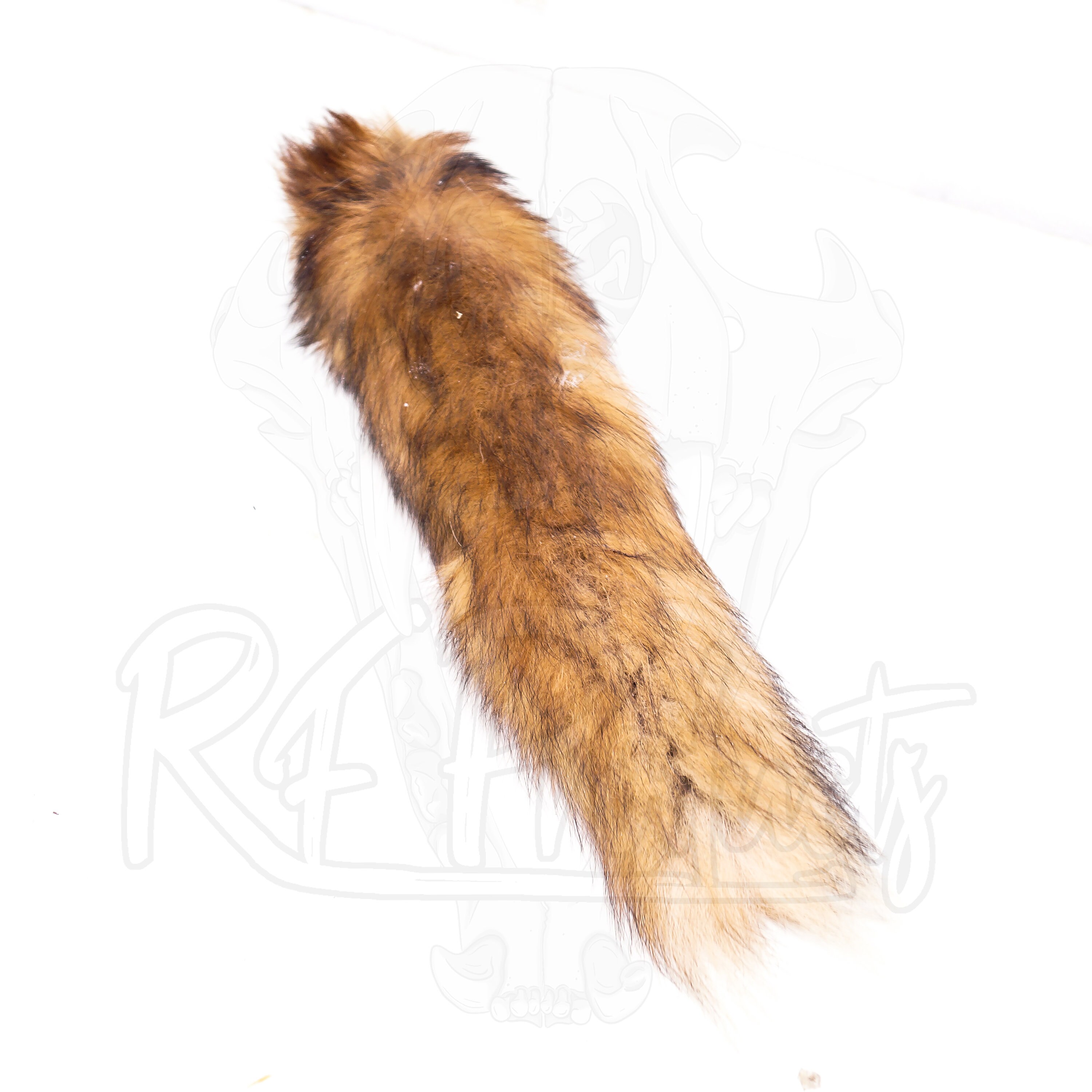 Mummified Fox Tail - Etsy