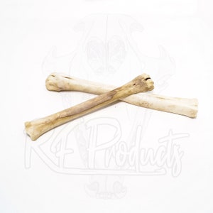 Whitetail Deer Cannon (leg) Bone - Etsy