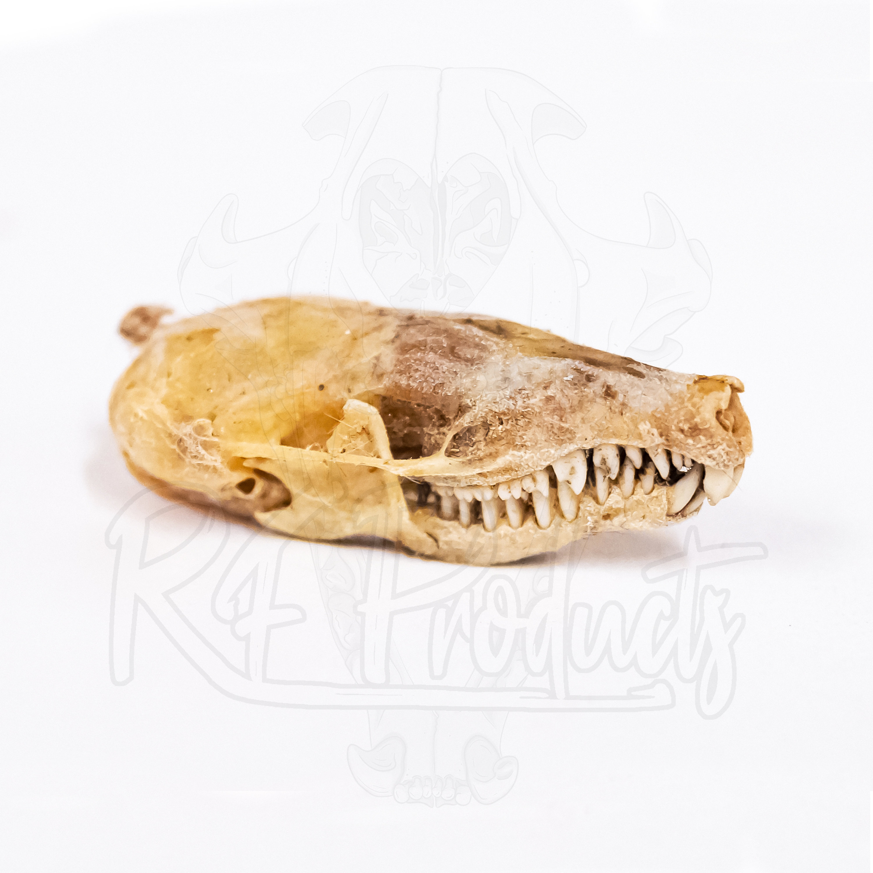 Star Nosed Mole Skull