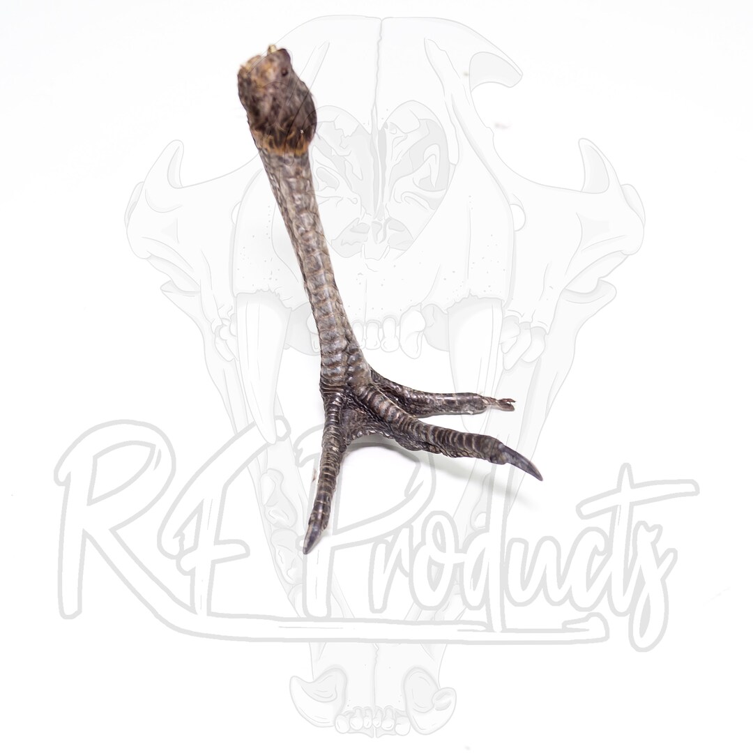Mummified Ranch Pheasant Foot - Three Different Poses - Etsy