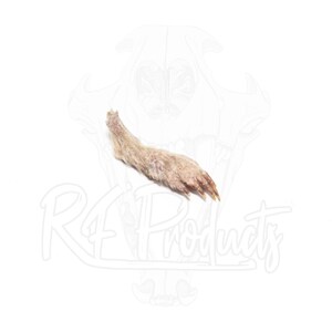 Mummified Mole Feet - Etsy