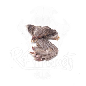 Mummified Muskrat Front Paw - Etsy