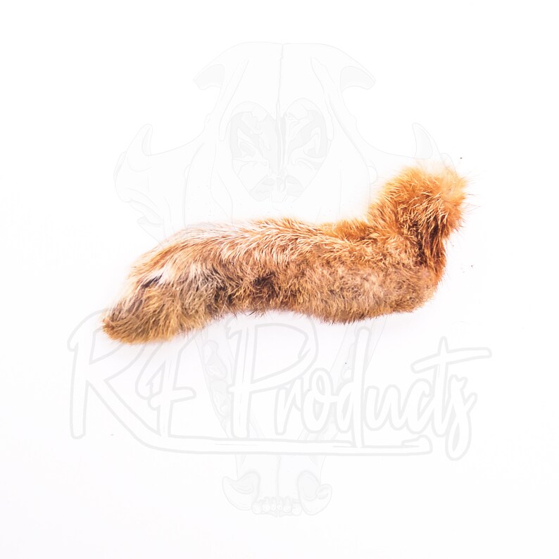 Mummified Rabbit Foot - Etsy