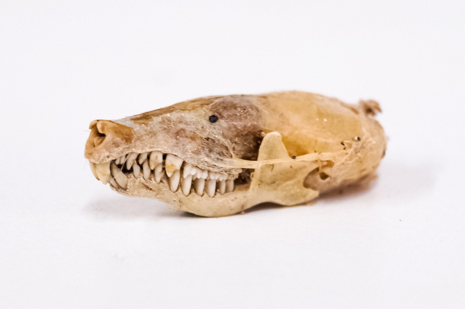 Grade A Beetle Cleaned Mole Skull - Etsy