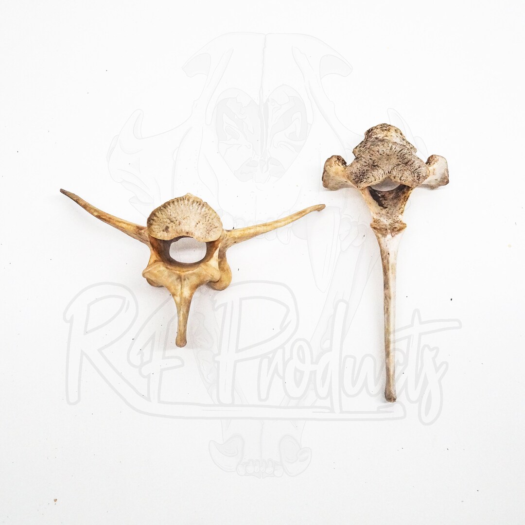 Deer Vertebra - Etsy