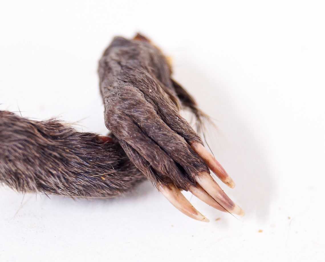 Mummified Muskrat Front Paw | Etsy