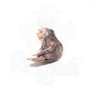 Mummified Muskrat Front Paw - Etsy