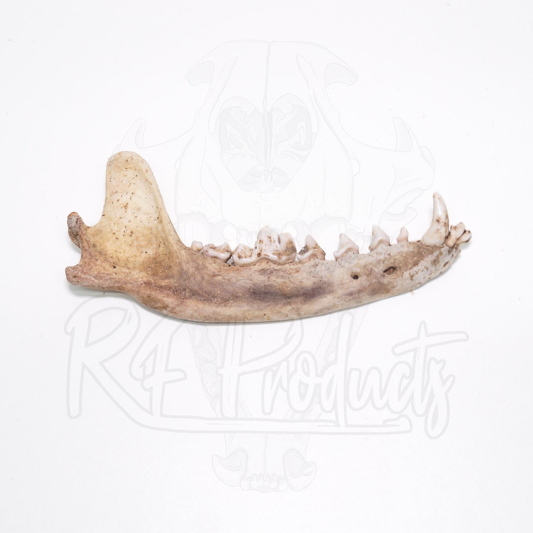 Coyote Jaw With Teeth - Etsy