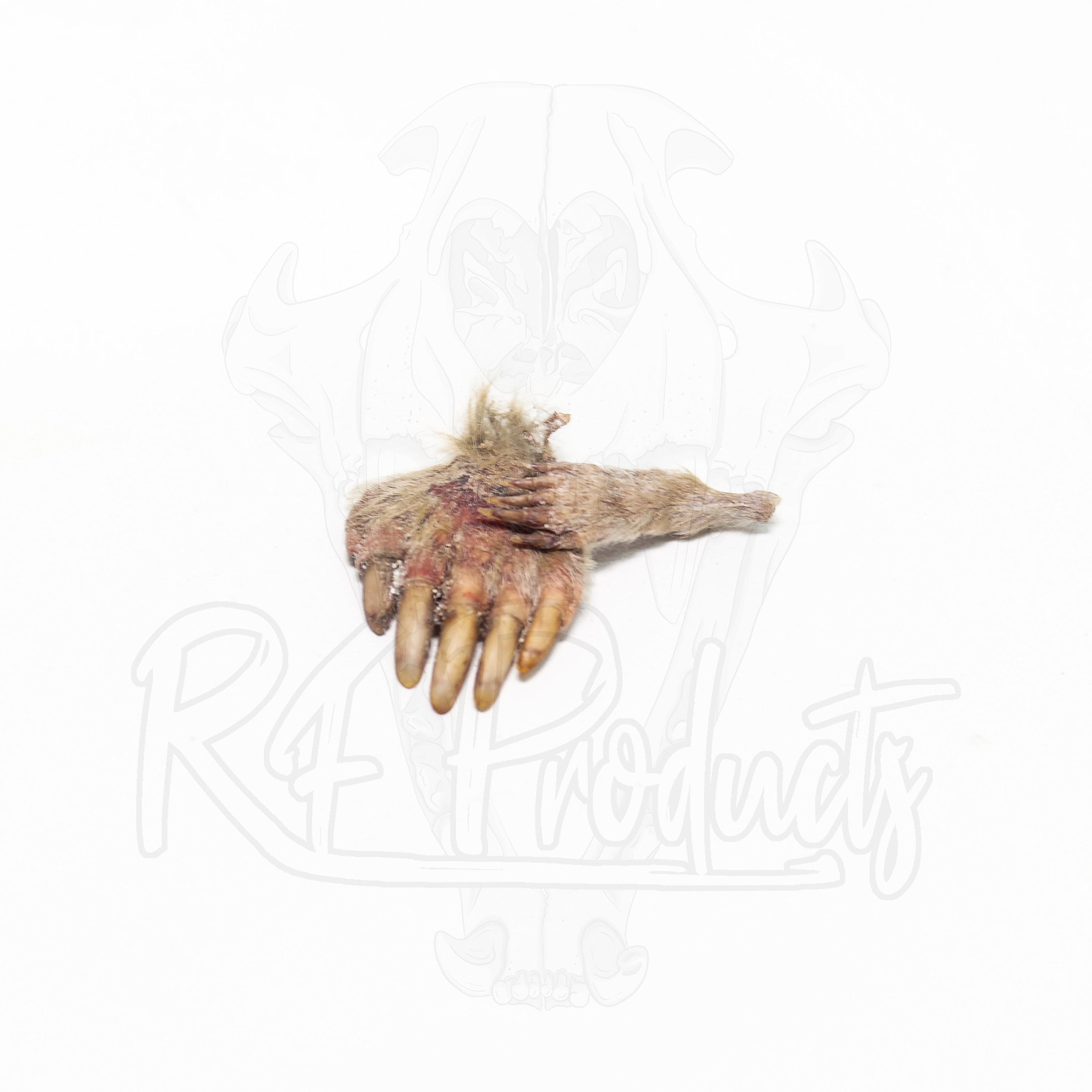 Mummified Mole Feet - Etsy
