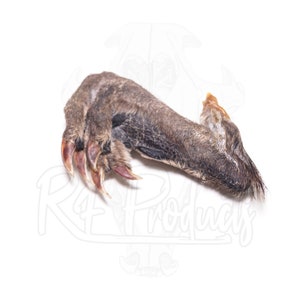 Mummified Muskrat Back Paw - Etsy
