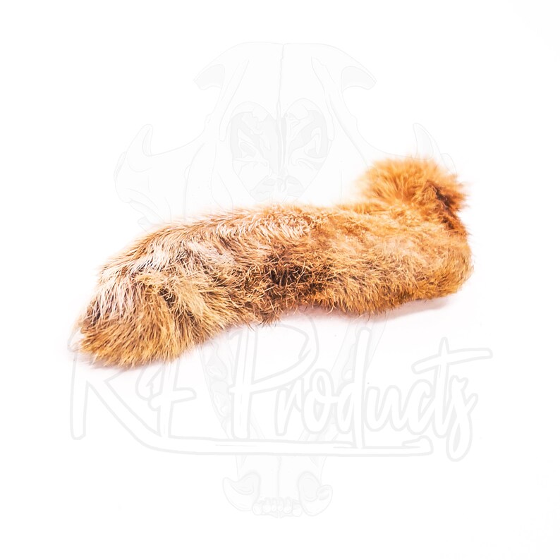 Mummified Rabbit Foot - Etsy