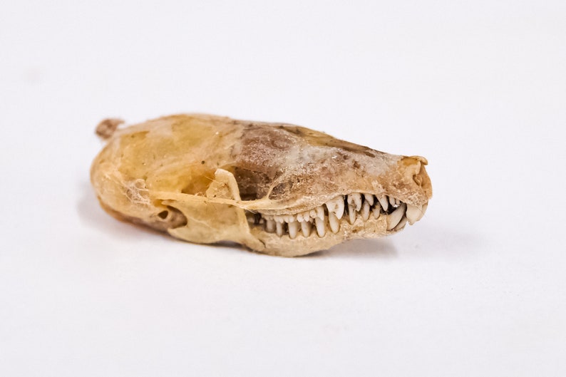 Grade A Beetle Cleaned Mole Skull - Etsy