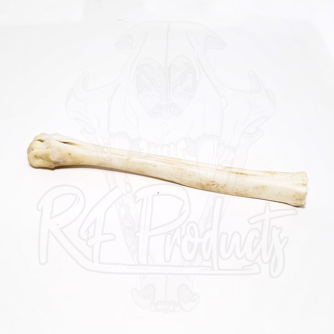 Whitetail Deer Cannon (leg) Bone - Etsy