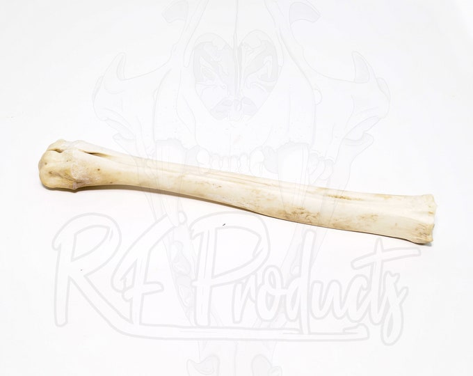 Whitetail Deer Cannon leg Bone - Etsy