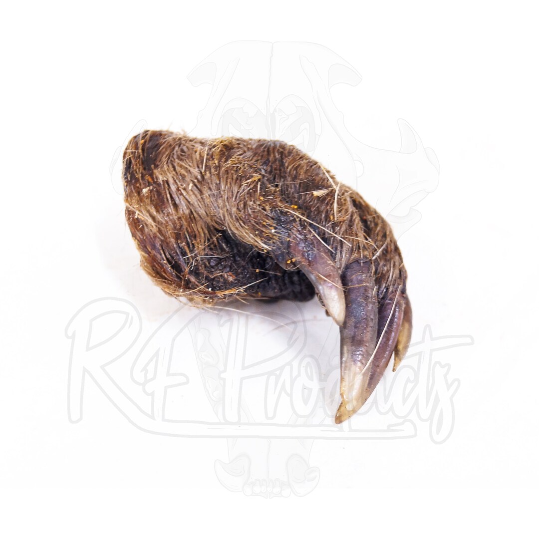 Mummified Beaver Front Paw - Etsy