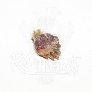 Mummified Mole Feet - Etsy