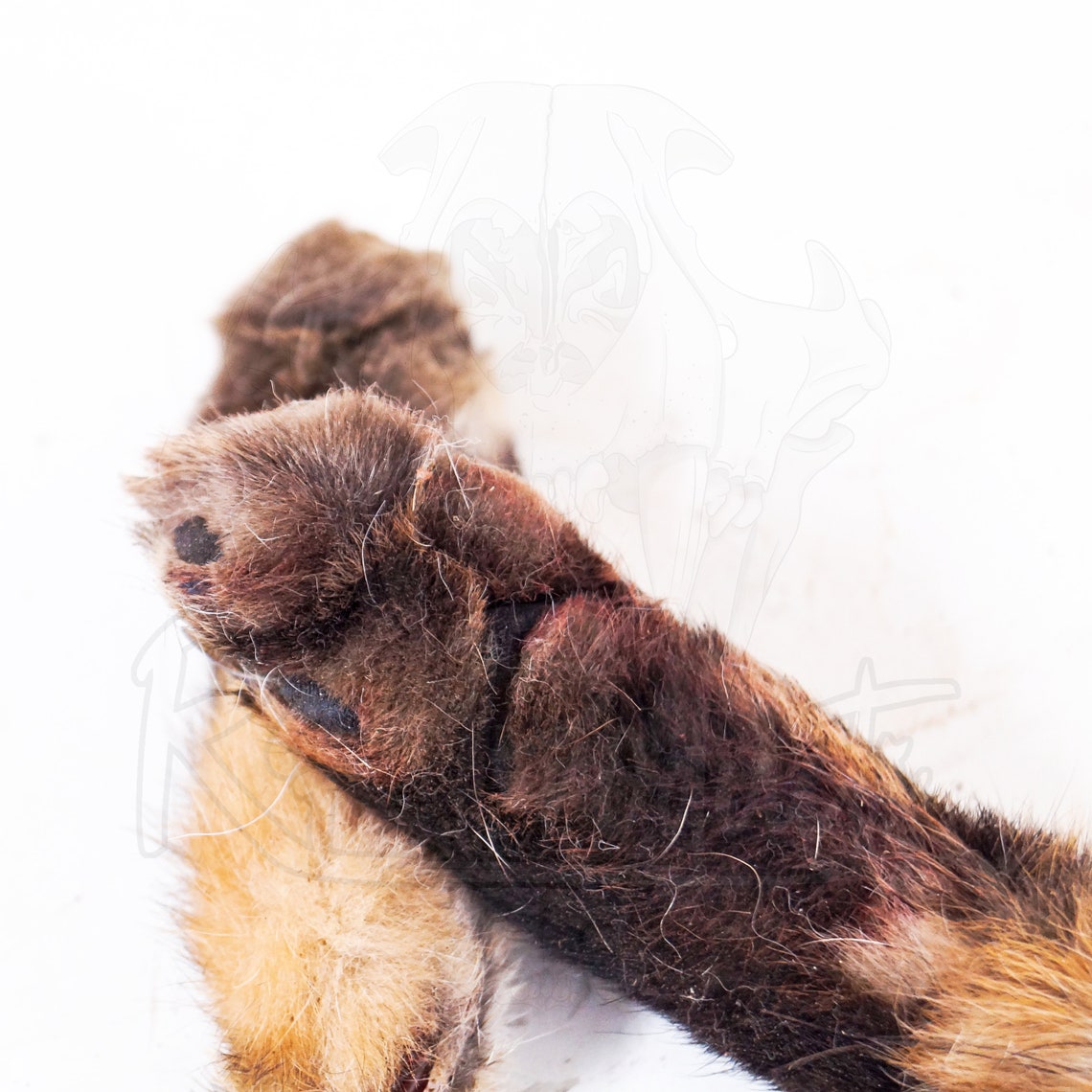 Mummified Red Fox Paw - Etsy