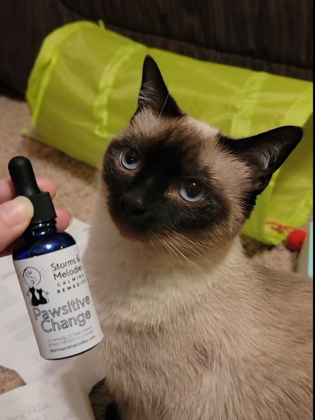 Pawsitive Change - Etsy