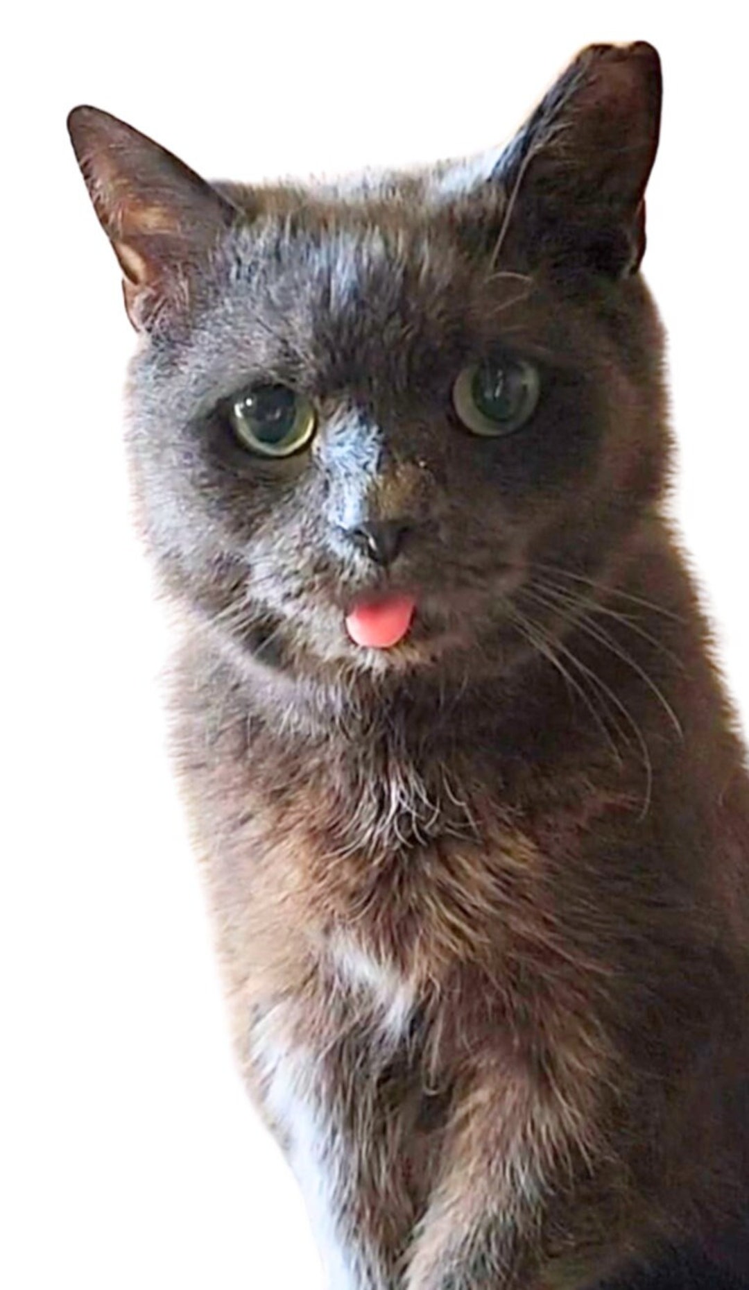 The First Official Grayson Decal! - Etsy