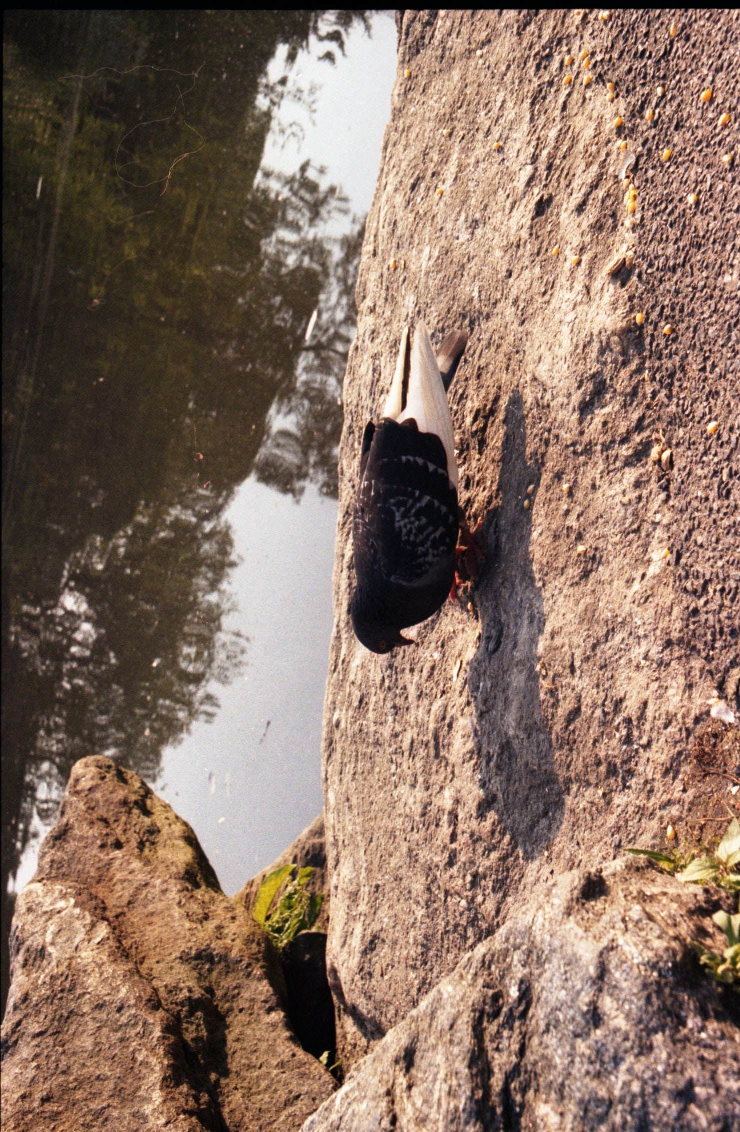 Color 35mm, 120/medium Format Film Developing - Etsy