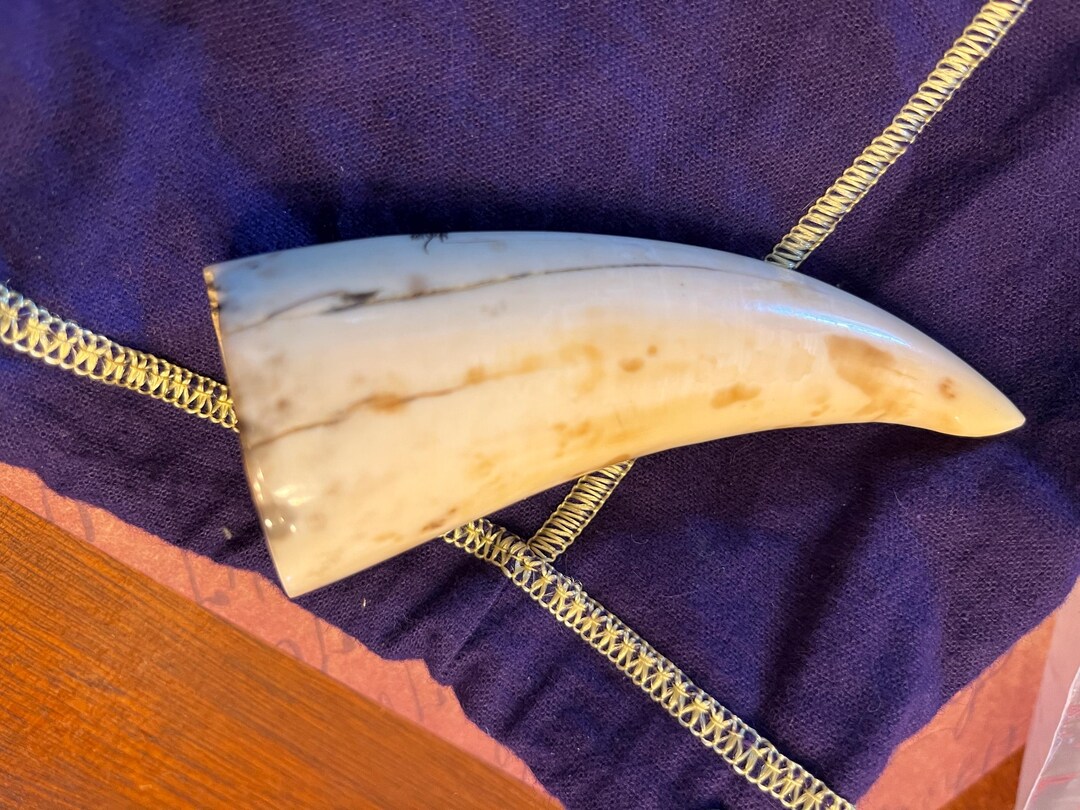 Rare Antique Whales Tooth With Tall Ship Etching Vintage Nautical - Etsy