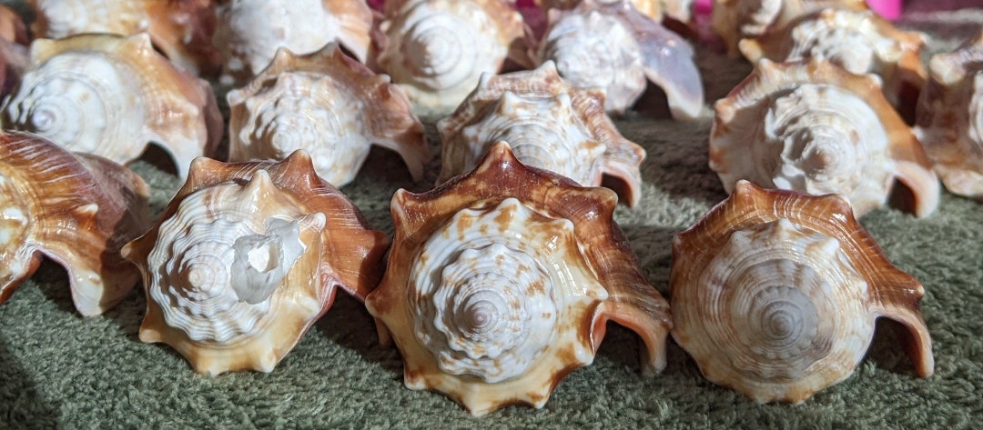 Fighting Conch Shell Purple/lavender Lipped Fighting Conch Seashell - Etsy