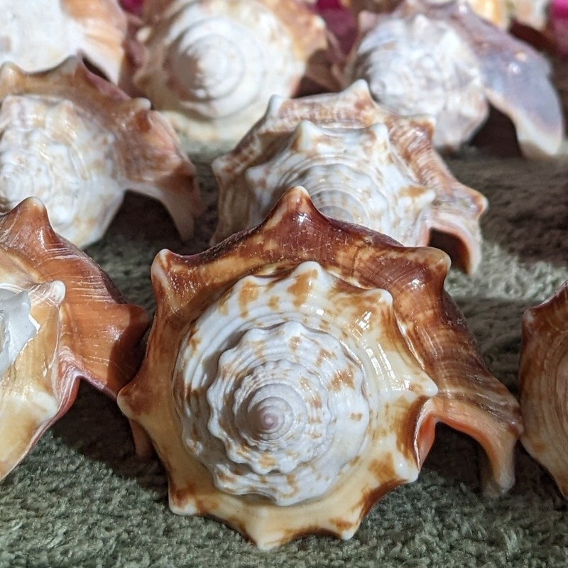 Conch Seashell - Etsy