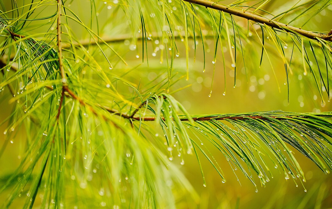 Canadian White Pine Needles/fresh Pine Needles - Etsy