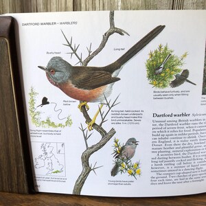 Field Guide to the Birds of Britain First Edition 1981 - Etsy