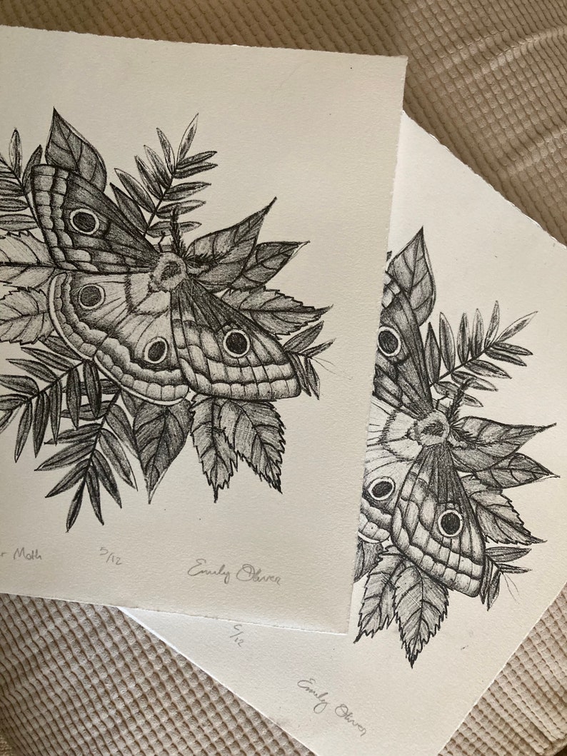Emperor Moth Print - Etsy