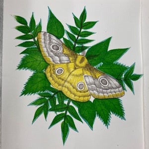Emperor Moth Print - Etsy