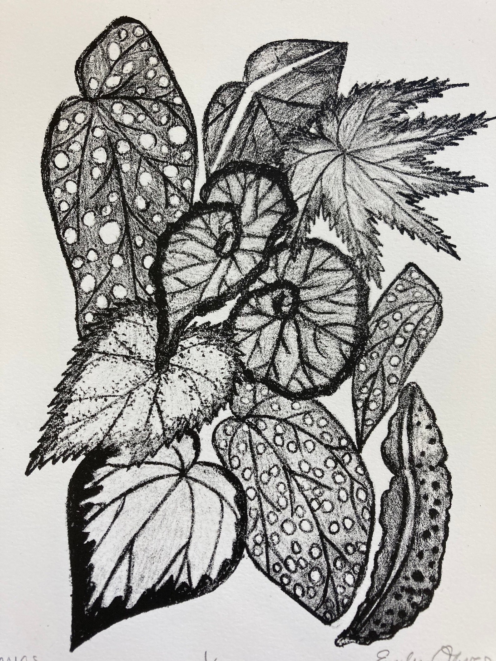 Begonia Leaves Print - Etsy