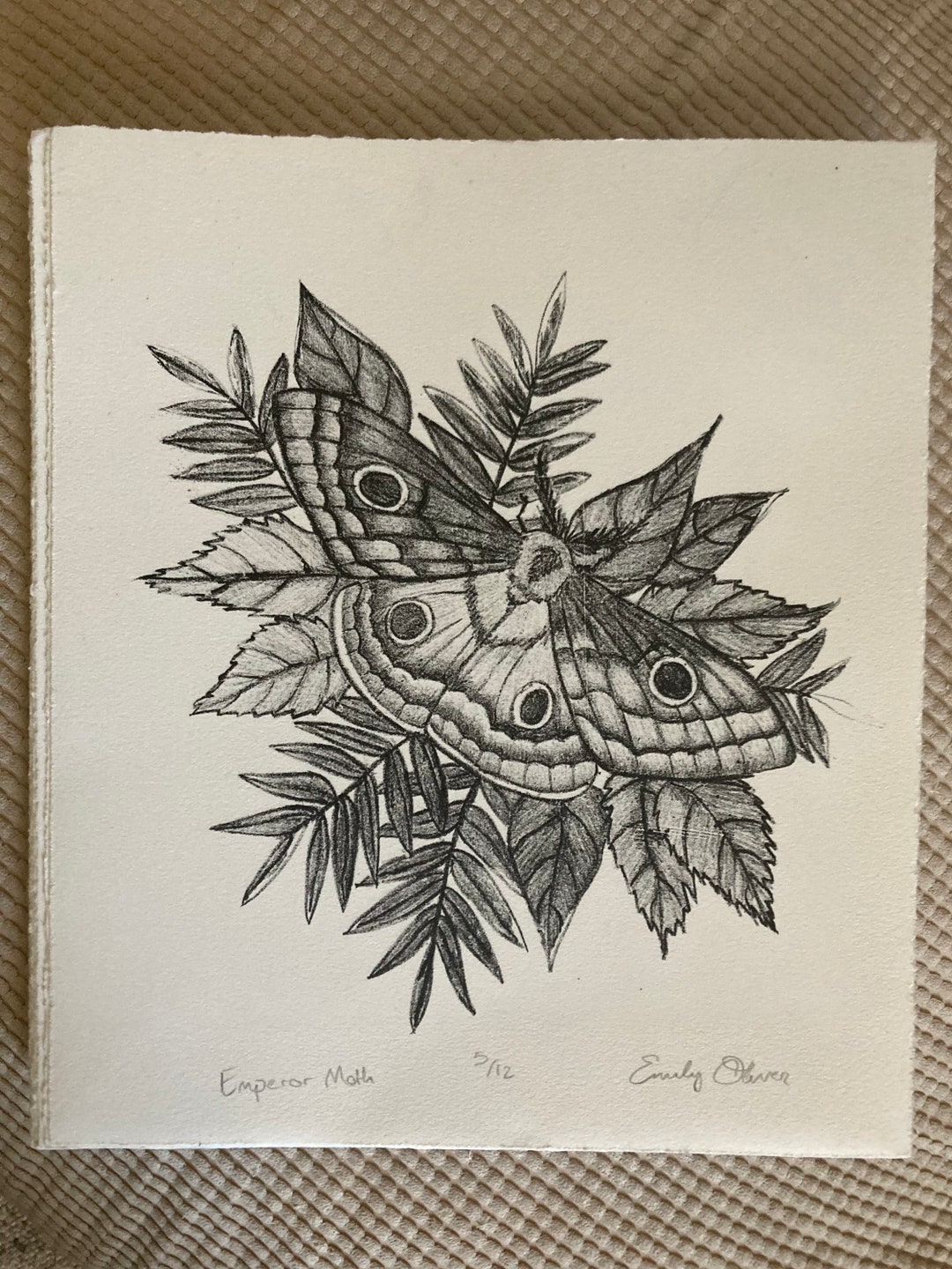 Emperor Moth Print - Etsy