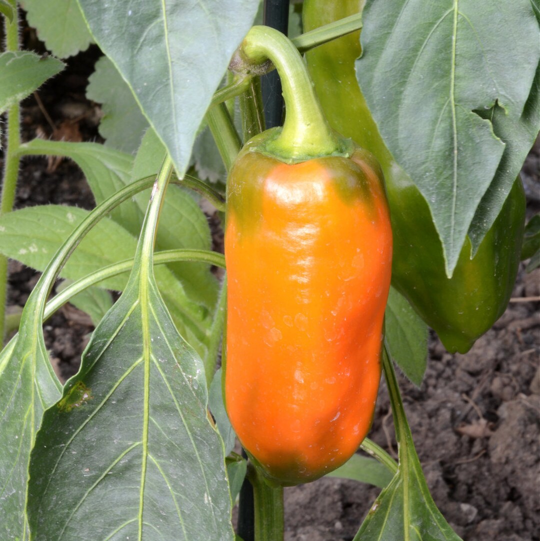 Capsicum Seeds 'orange Mini', Capsicum Annuum 25 Seeds. 25 Pack, 'snack ...