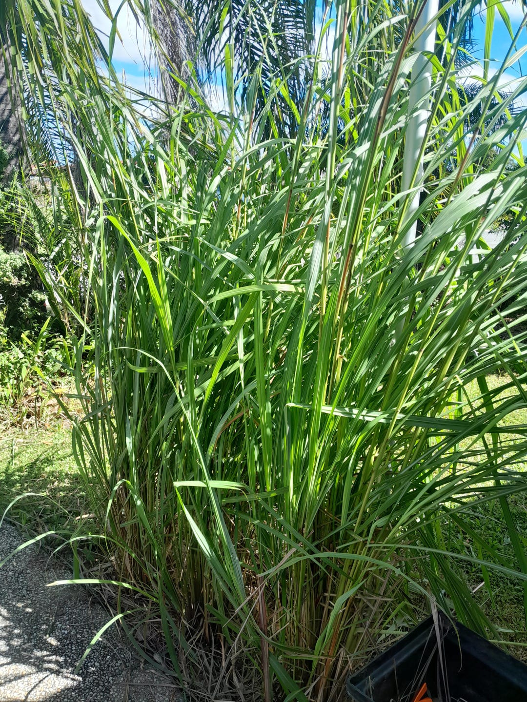 East Indian Lemongrass Seeds, Cymbopogon Flexuosus 50 Pack. Citronella ...