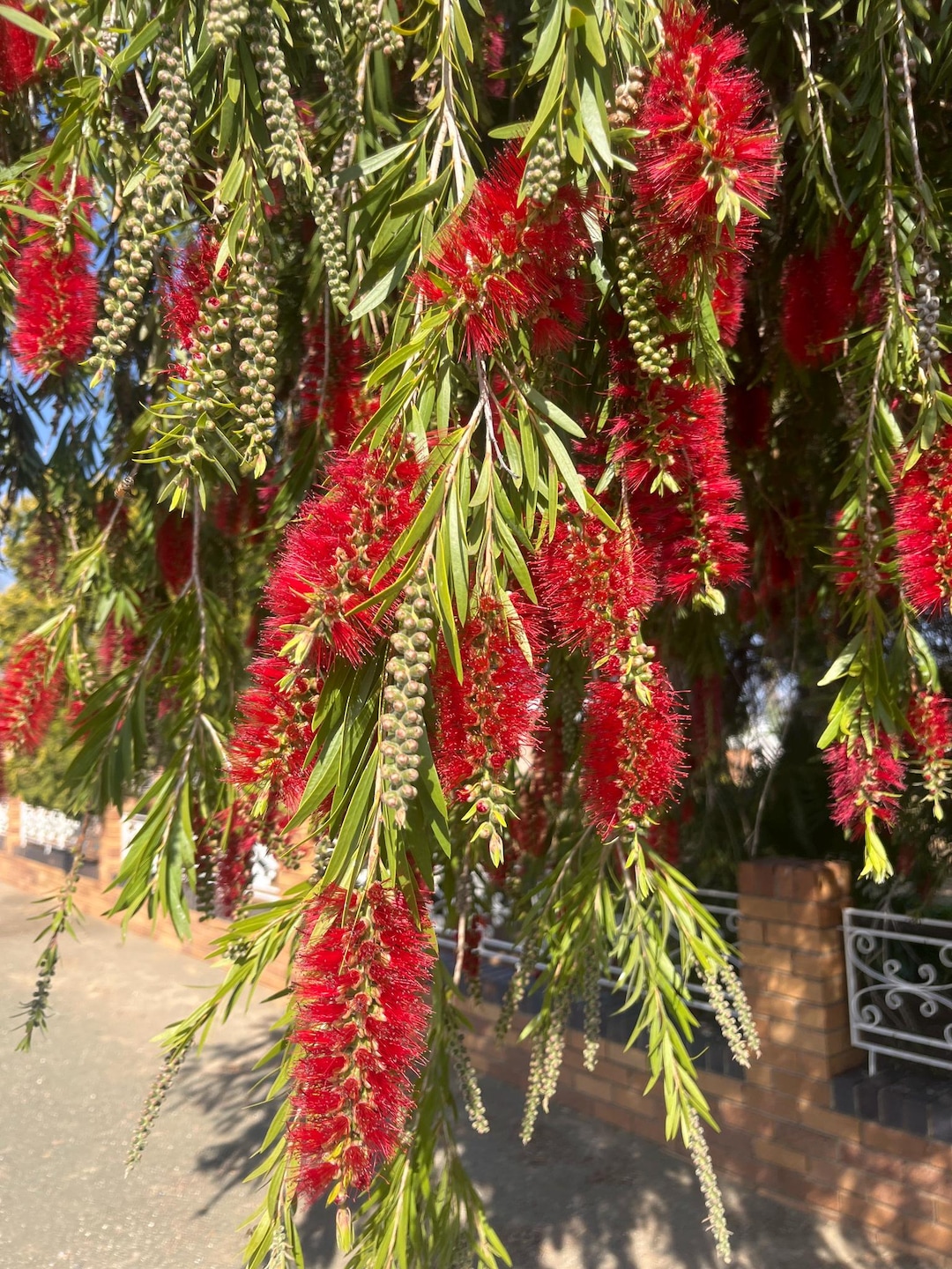 Weeping Bottlebrush Seeds, Melaleuca Viminalis 300 Pack. Crimson ...