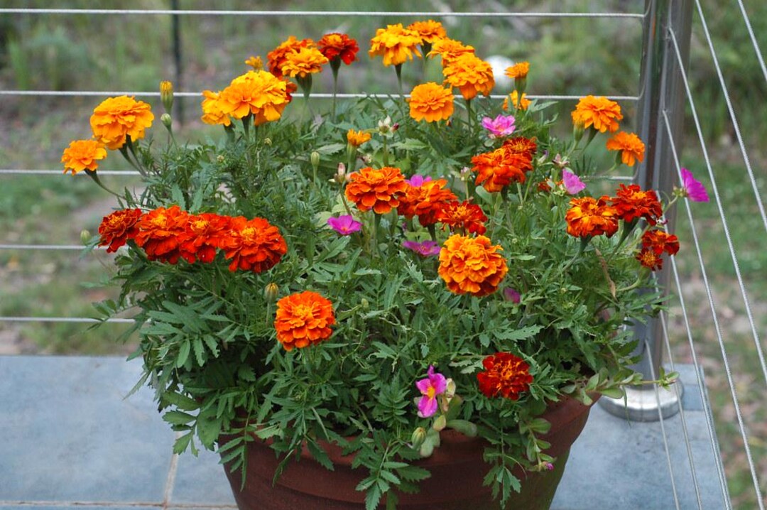 French Marigold Seeds, Tagetes Patula 50 Pack. French Marigold, Mexican ...