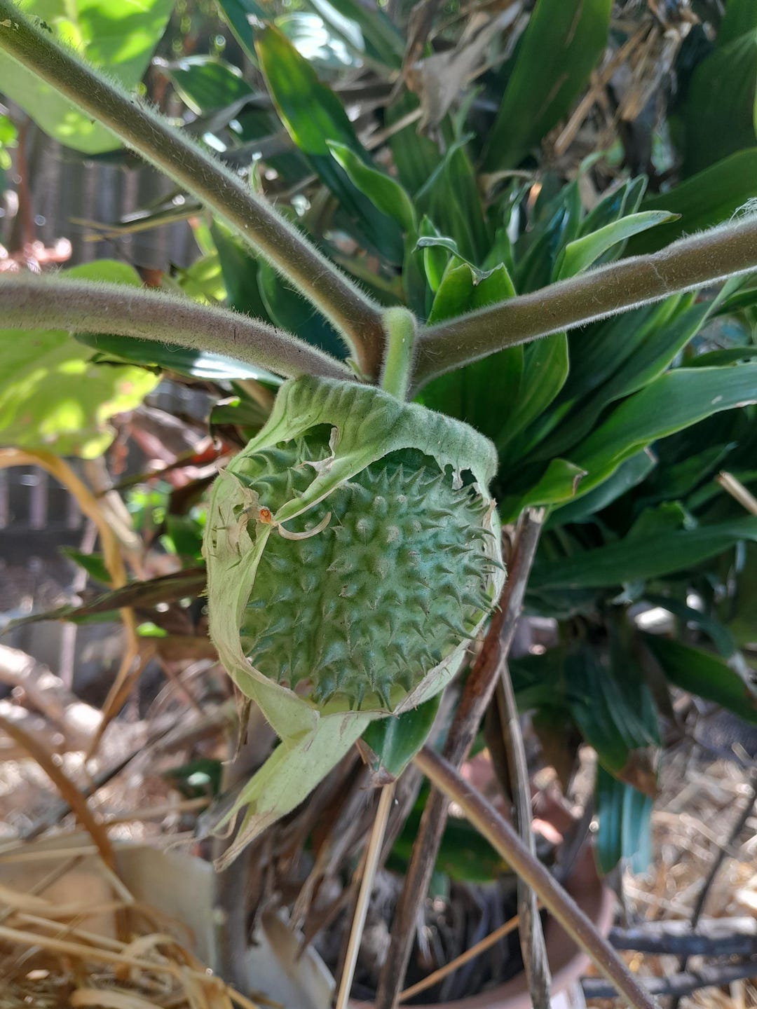 Moonflower Datura Innoxia. 30 Seed Pack. Angel Trumpet, Lovache ...