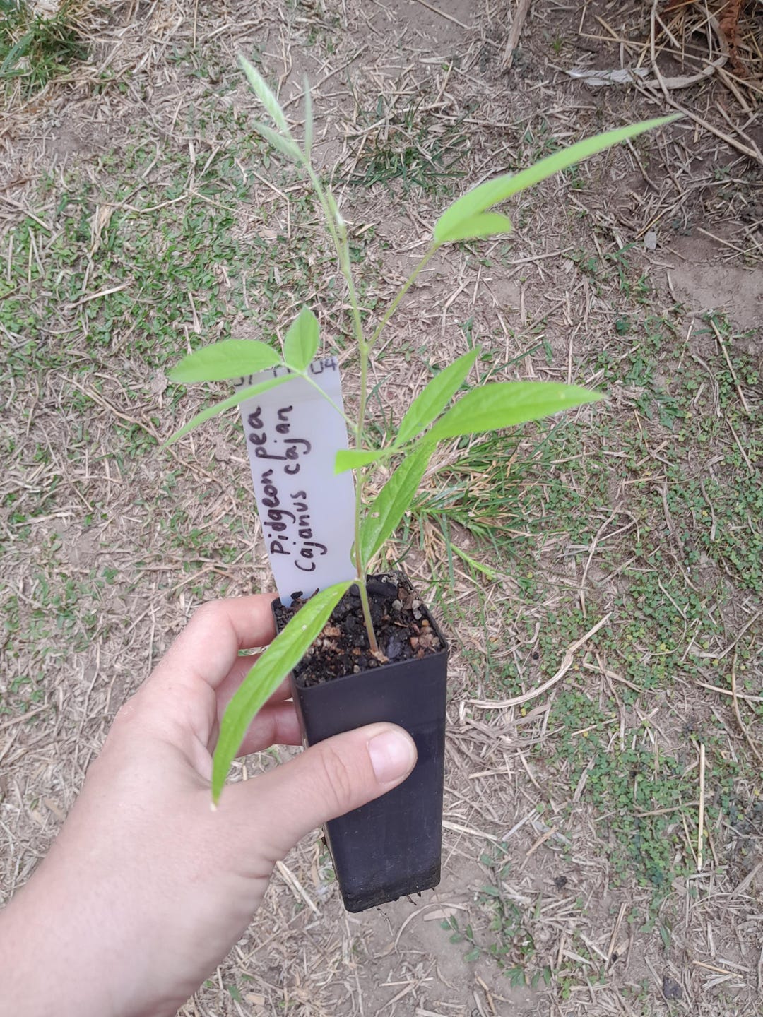 Pigeon Pea Cajanus Cajan Seed. AKA Congo Pea, Toor Dal, or Red Gram 20 ...