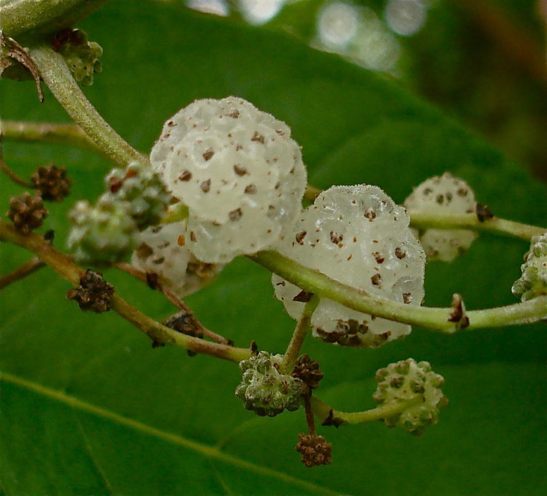 Native Mulberry 50 Seeds, Pipturus Argenteus. Australian Native Fruit ...
