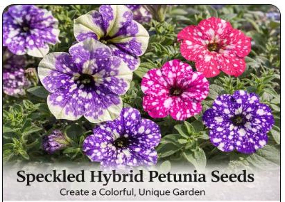 Pink, Purple. Lavender, Red Starry Night Hybrid Petunia Seeds - Etsy